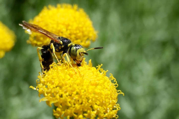 The bee wolves – joe rojas-burke